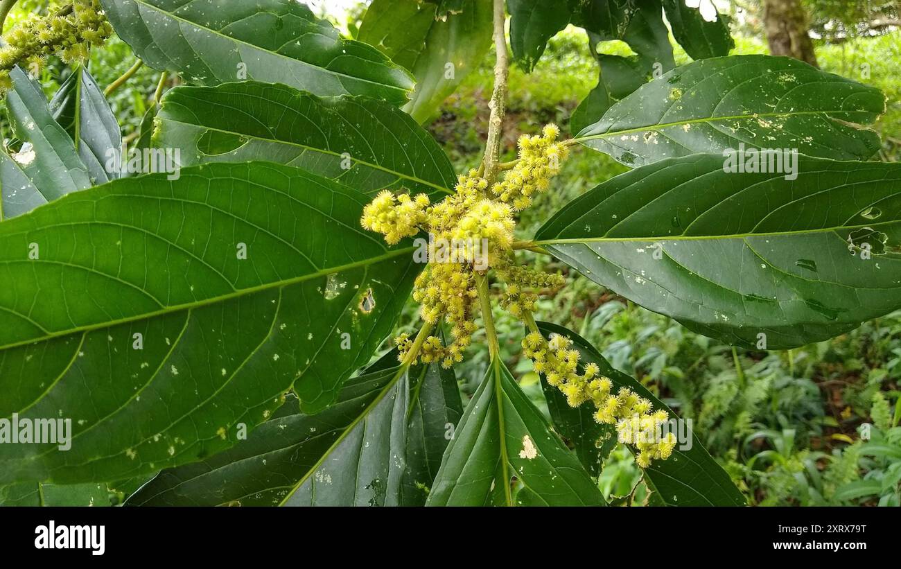(Claoxylon carolinianum) Plantae Stock Photo - Alamy