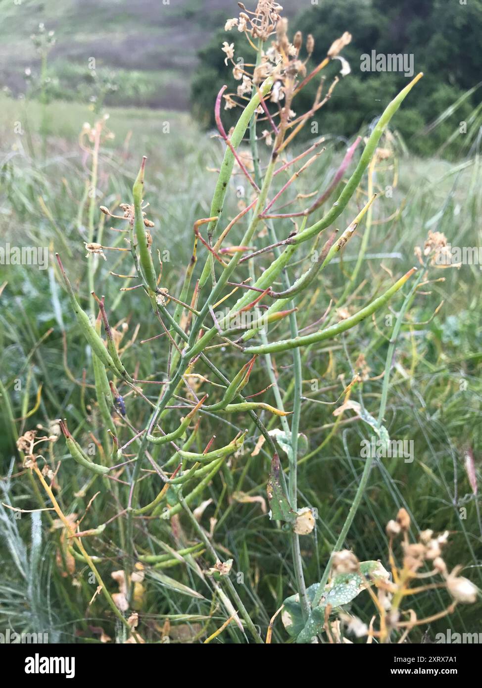 wild and domestic radish (Raphanus raphanistrum sativus) Plantae Stock ...