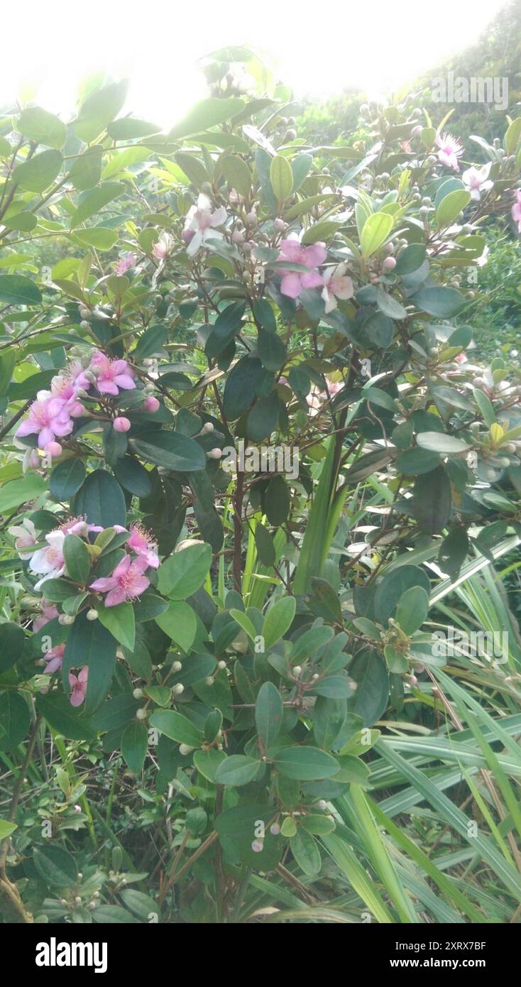 Rose Myrtle (Rhodomyrtus tomentosa) Plantae Stock Photo - Alamy