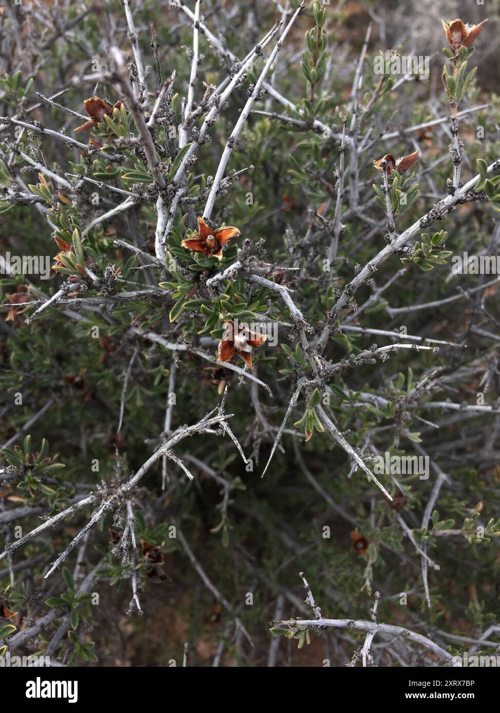 Blackbrush (Coleogyne ramosissima) Plantae Stock Photo - Alamy