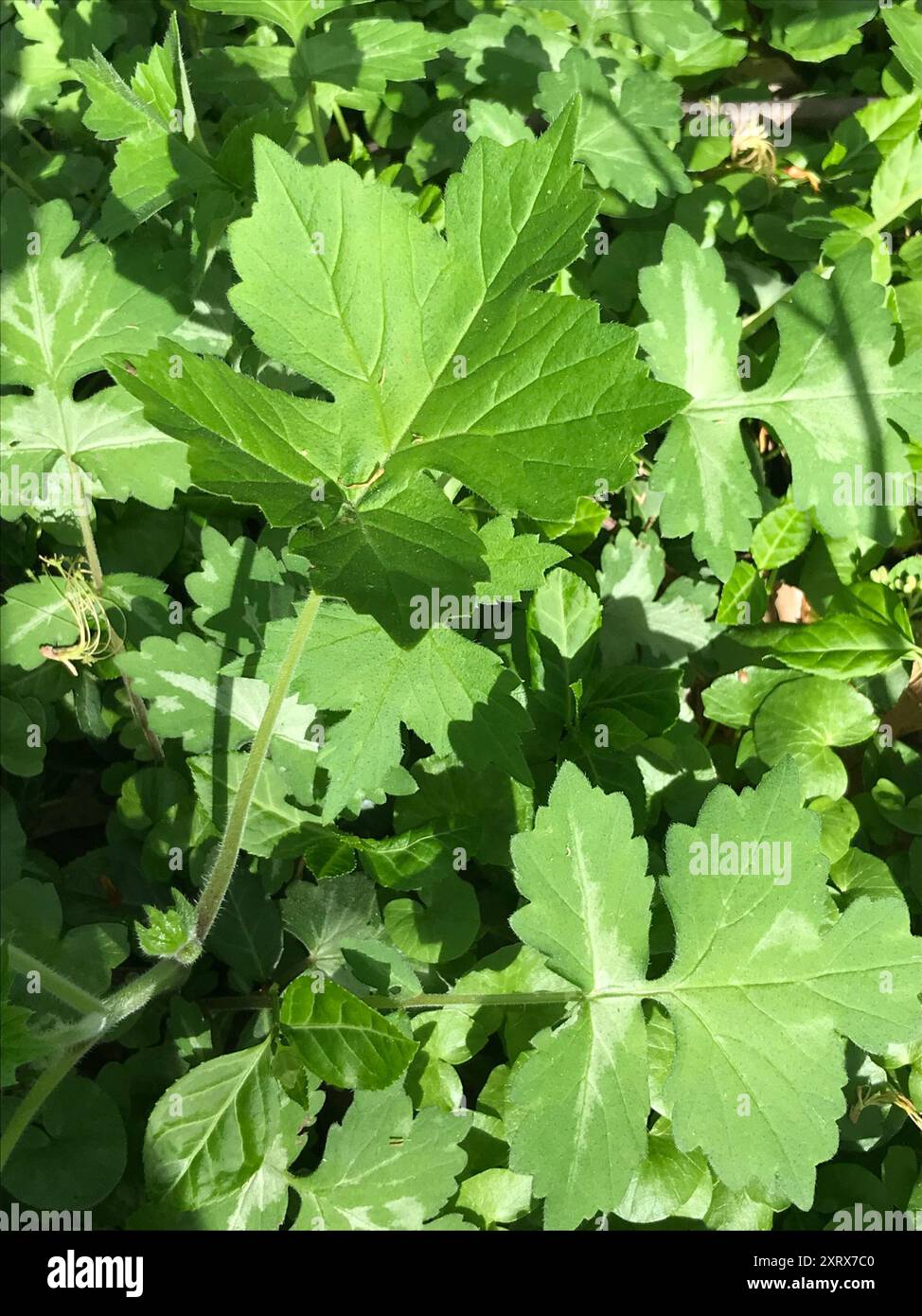 great waterleaf (Hydrophyllum appendiculatum) Plantae Stock Photo - Alamy