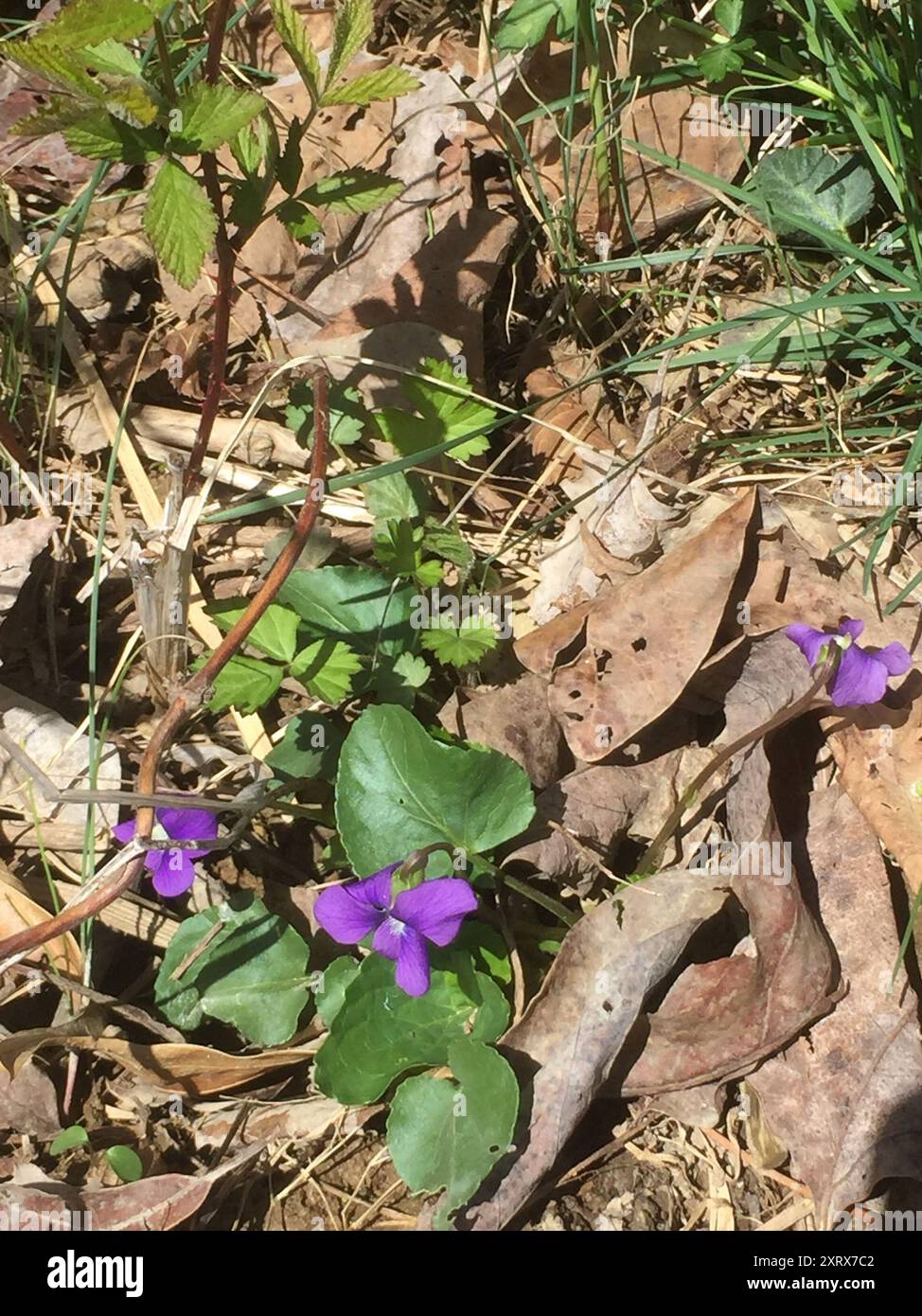 violets (Viola) Plantae Stock Photo - Alamy