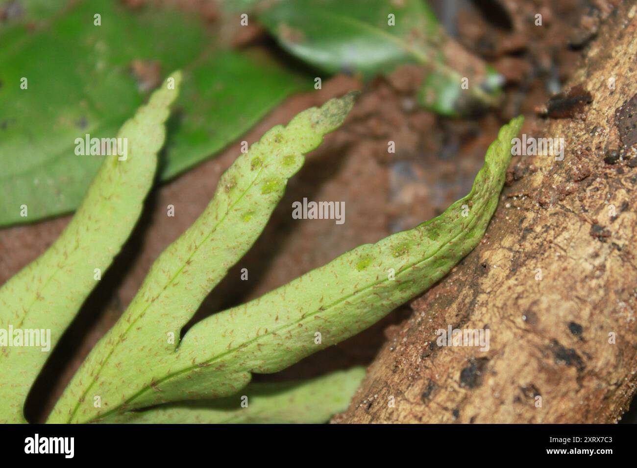 polypody family (Polypodiaceae) Plantae Stock Photo - Alamy
