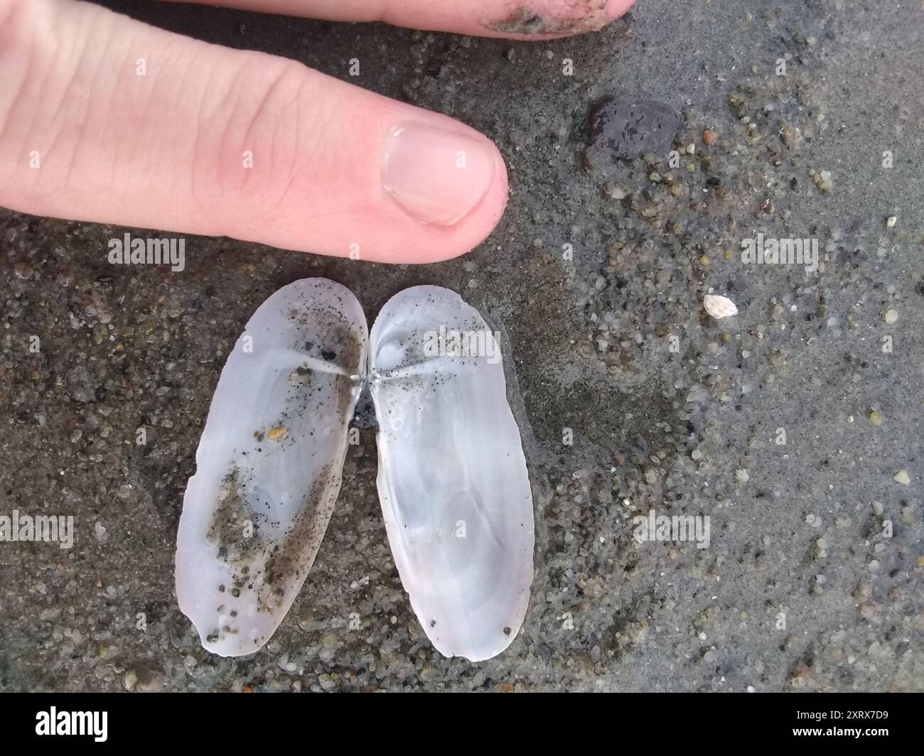 Atlantic Razor (Siliqua costata) Mollusca Stock Photo - Alamy