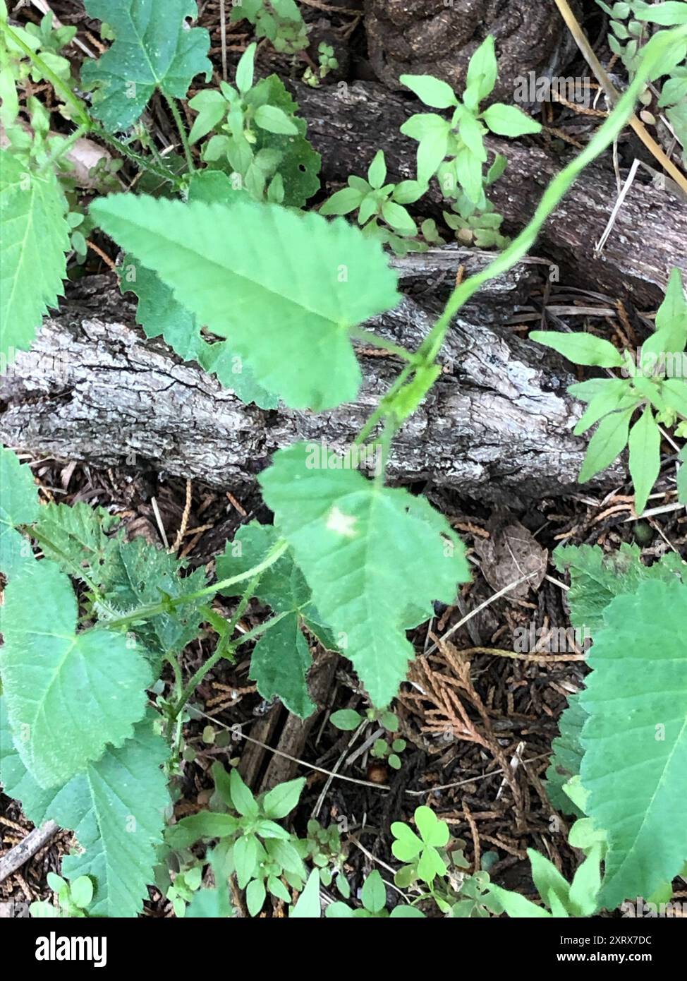 nettle family (Urticaceae) Plantae Stock Photo - Alamy