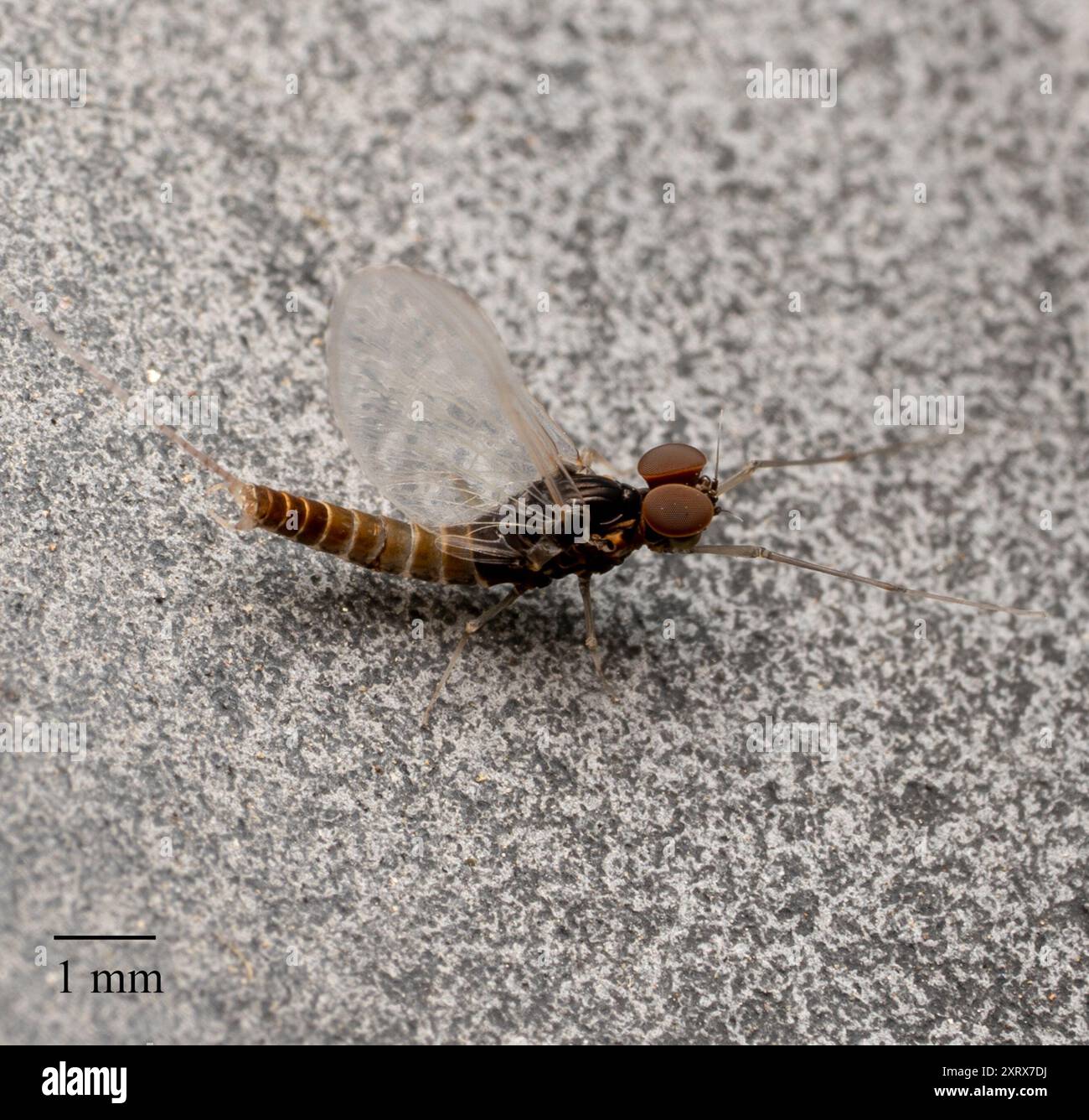 Mayflies (Ephemeroptera) Insecta Stock Photo - Alamy