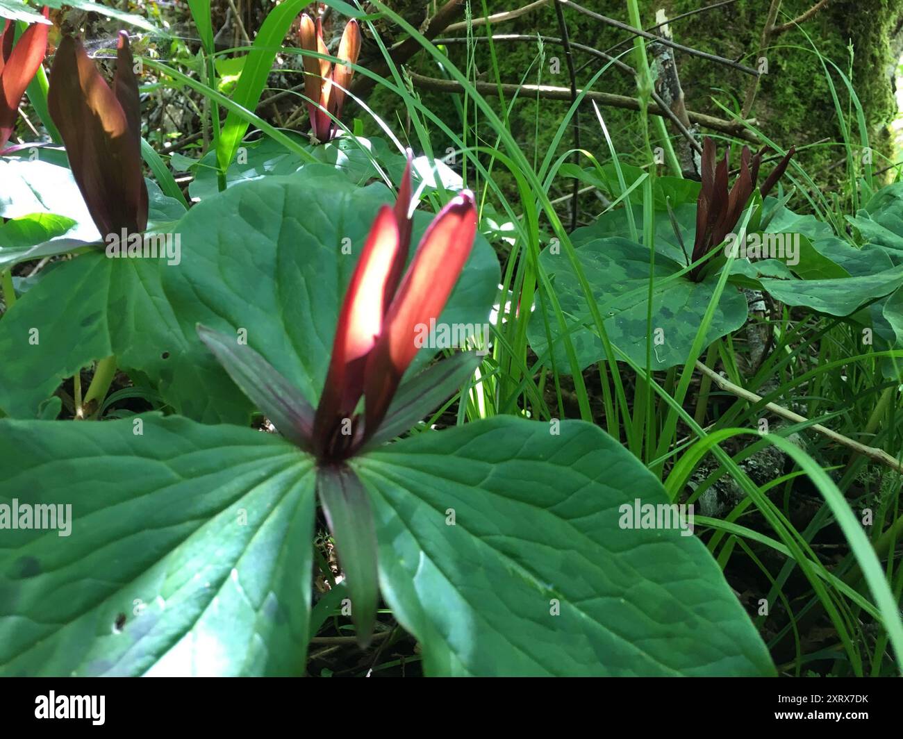 giant purple wakerobin (Trillium kurabayashii) Plantae Stock Photo - Alamy