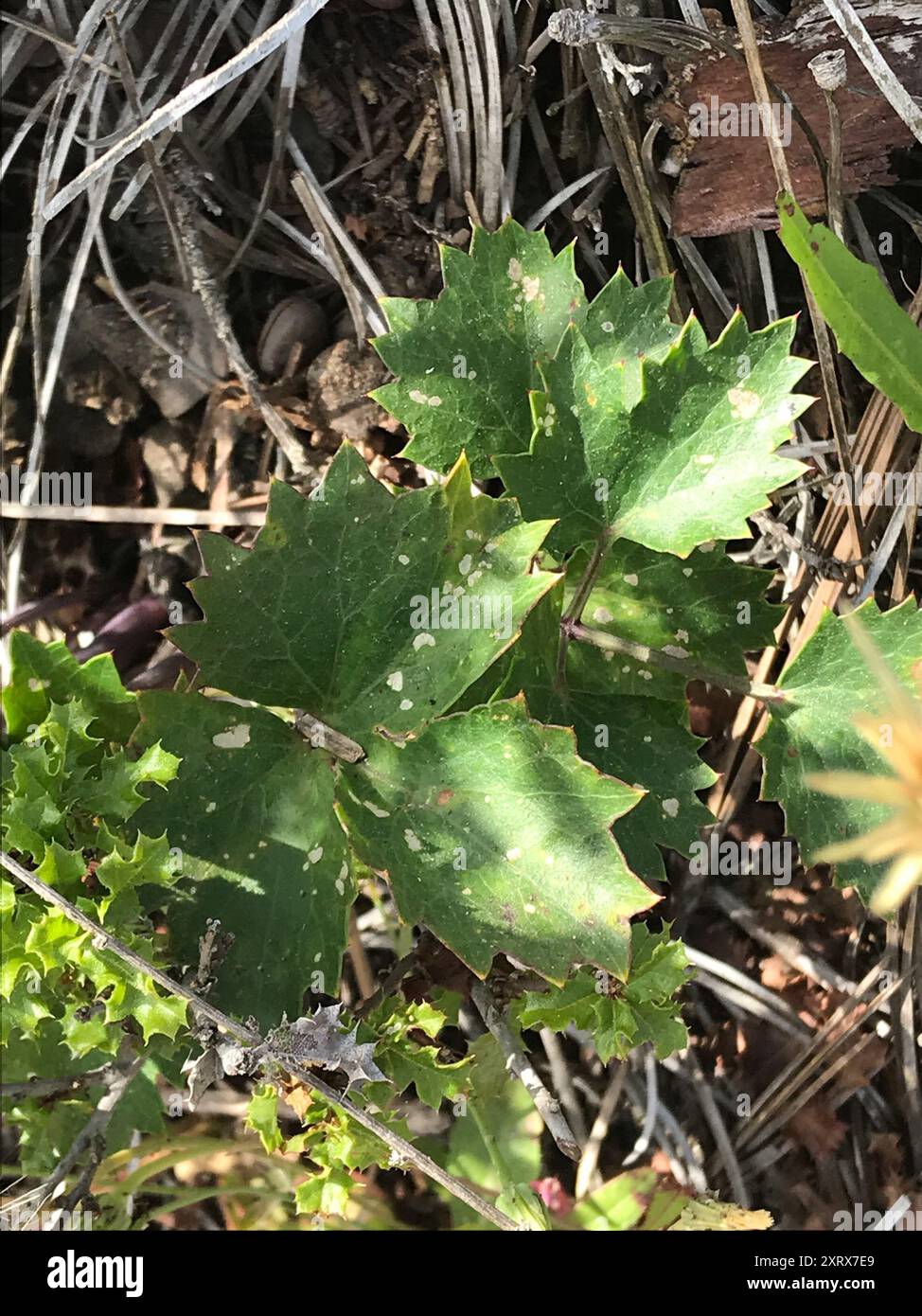 Shiny Biscuitroot (Lomatium lucidum) Plantae Stock Photo - Alamy