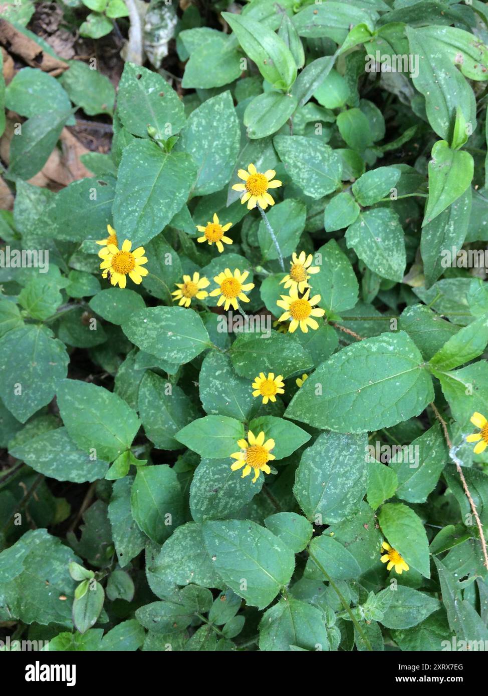 Oppositeleaf Spotflower (Acmella repens) Plantae Stock Photo - Alamy