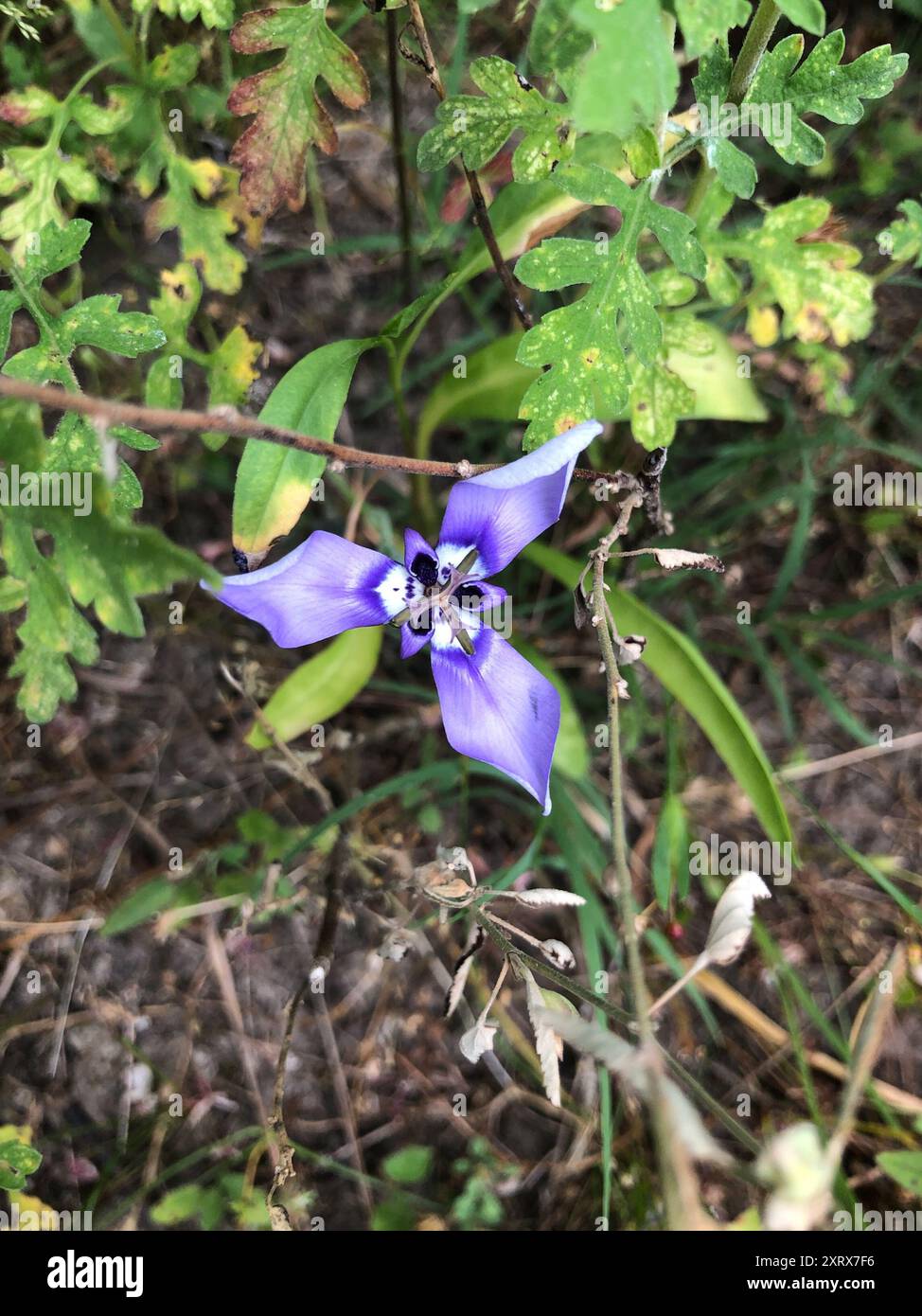 Prairie Nymph (Herbertia lahue) Plantae Stock Photo - Alamy