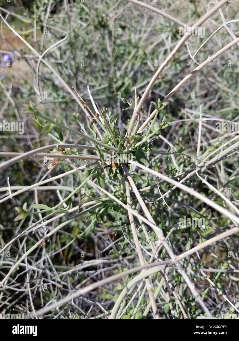 Paperbag Bush (Scutellaria mexicana) Plantae Stock Photo - Alamy