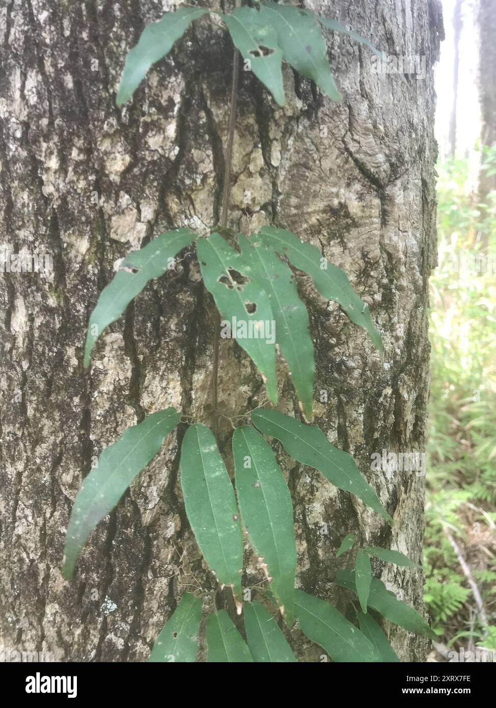 cross vine (Bignonia capreolata) Plantae Stock Photo - Alamy