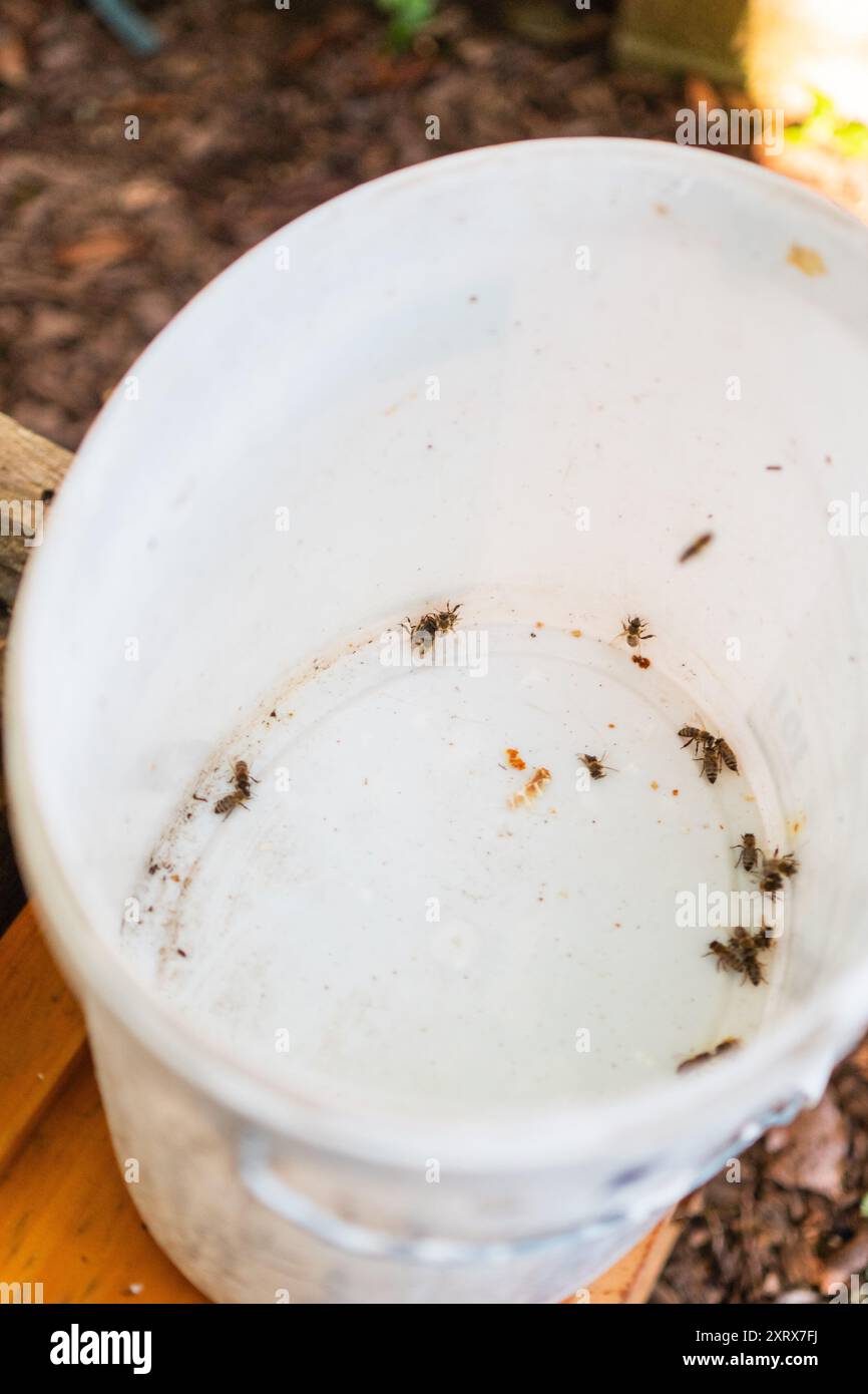 Group of Bees in a White Bucket while Harvesting Honey from the ...