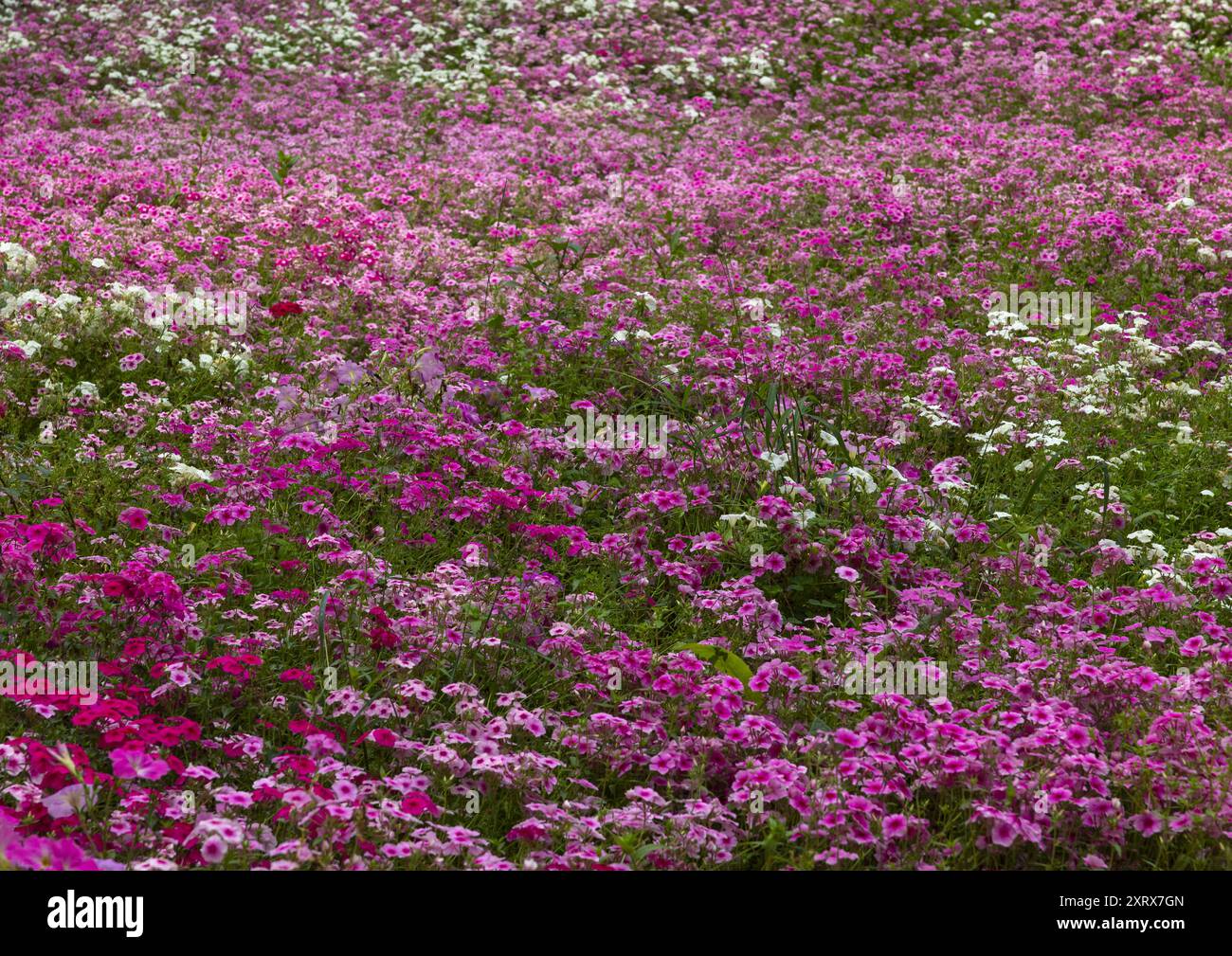 Pink and red flowers in Cameron Floral Park, Pahang, Cameron Highlands ...