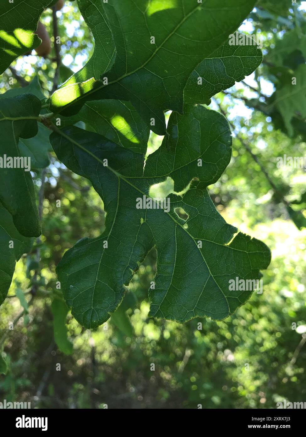 post oak (Quercus stellata) Plantae Stock Photo - Alamy
