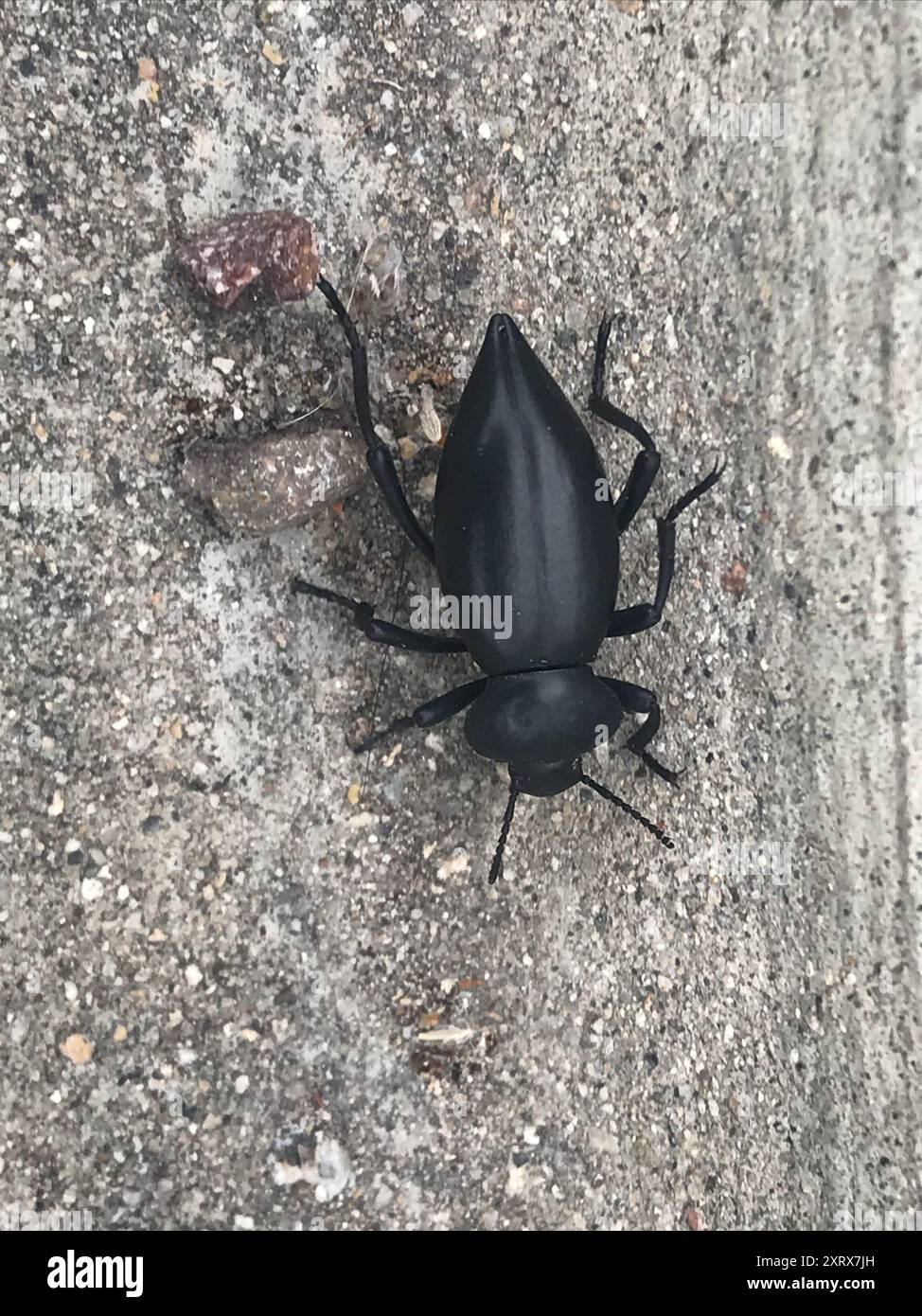 (Eleodes acuticauda) Insecta Stock Photo - Alamy