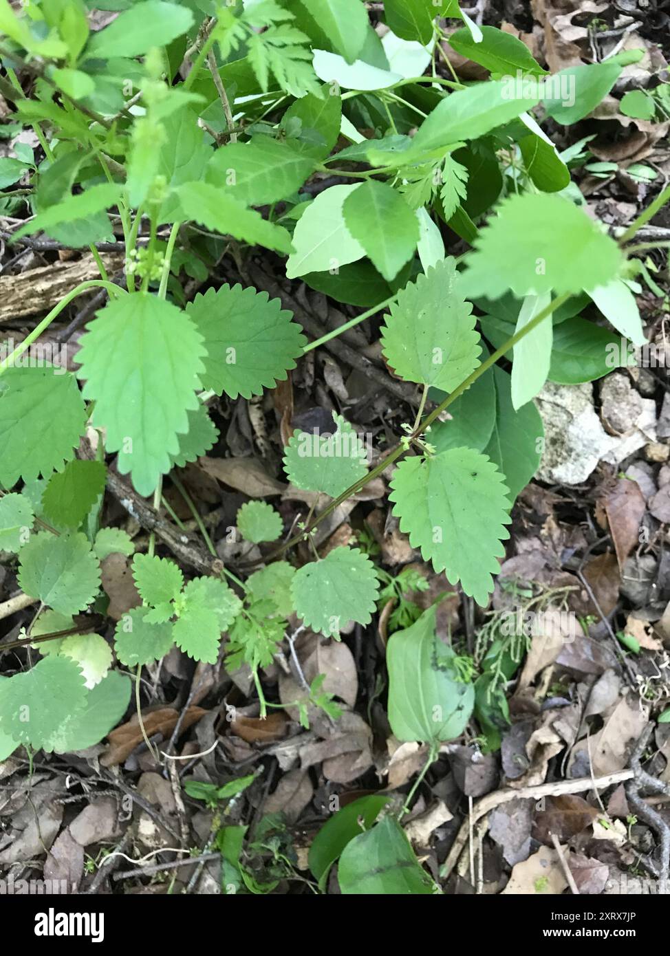 heartleaf nettle (Urtica chamaedryoides) Plantae Stock Photo - Alamy