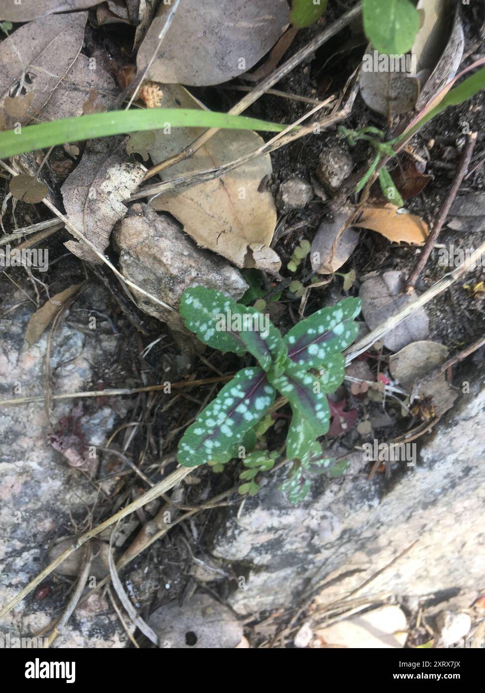 vascular plants (Tracheophyta) Plantae Stock Photo - Alamy