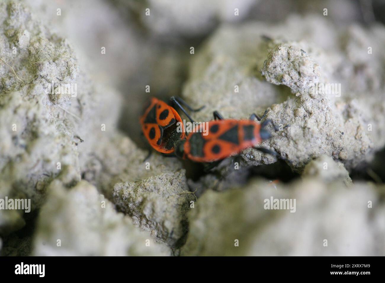 European Firebug (Pyrrhocoris apterus) Insecta Stock Photo - Alamy
