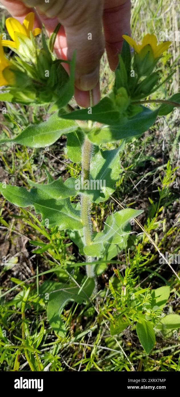 Texas yellow star (Lindheimera texana) Plantae Stock Photo - Alamy