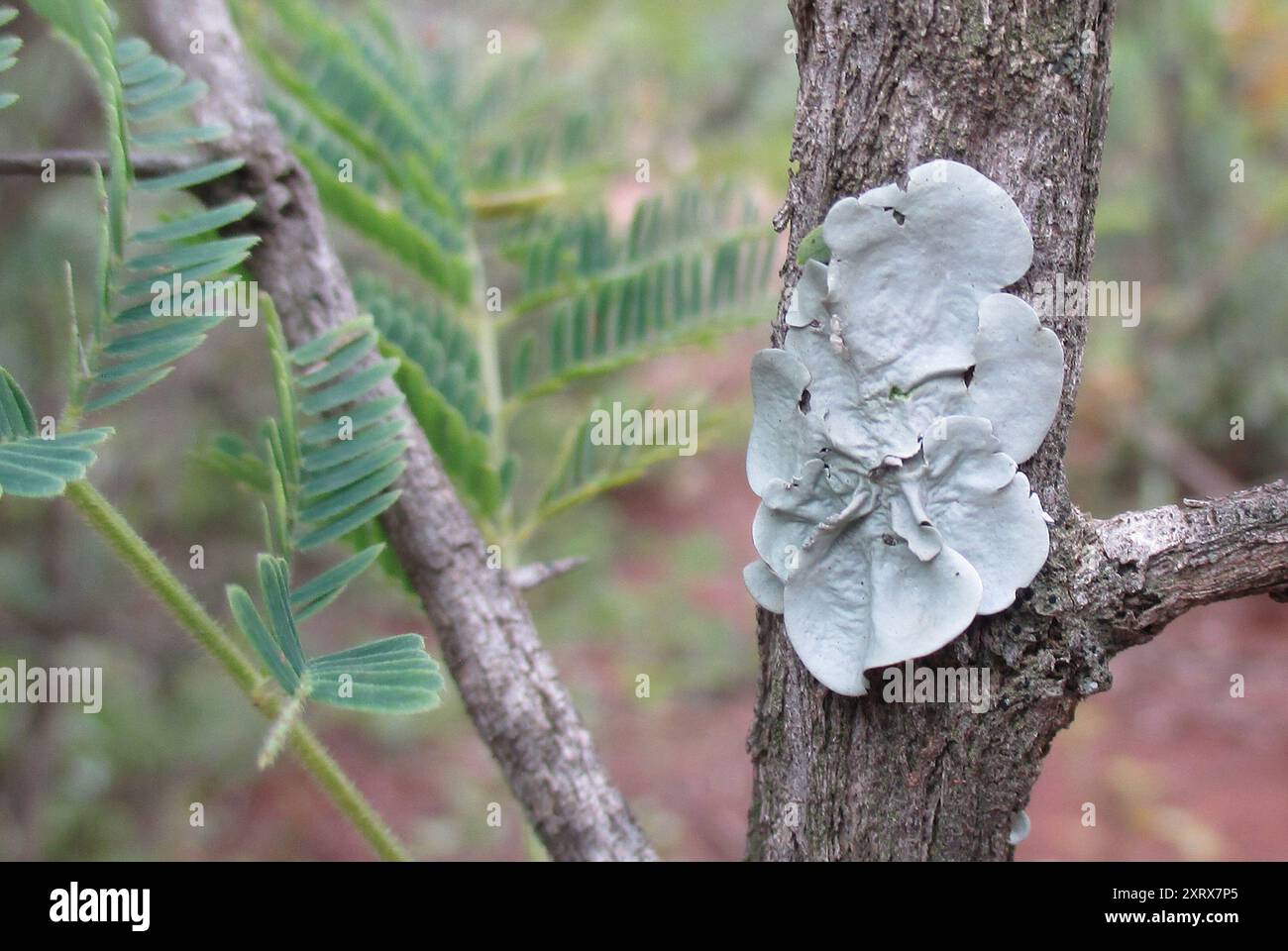 Ruffle Lichens (Parmotrema) Fungi Stock Photo - Alamy