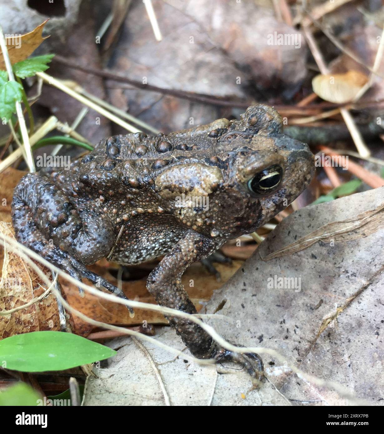 Eastern American Toad (Anaxyrus americanus americanus) Amphibia Stock ...