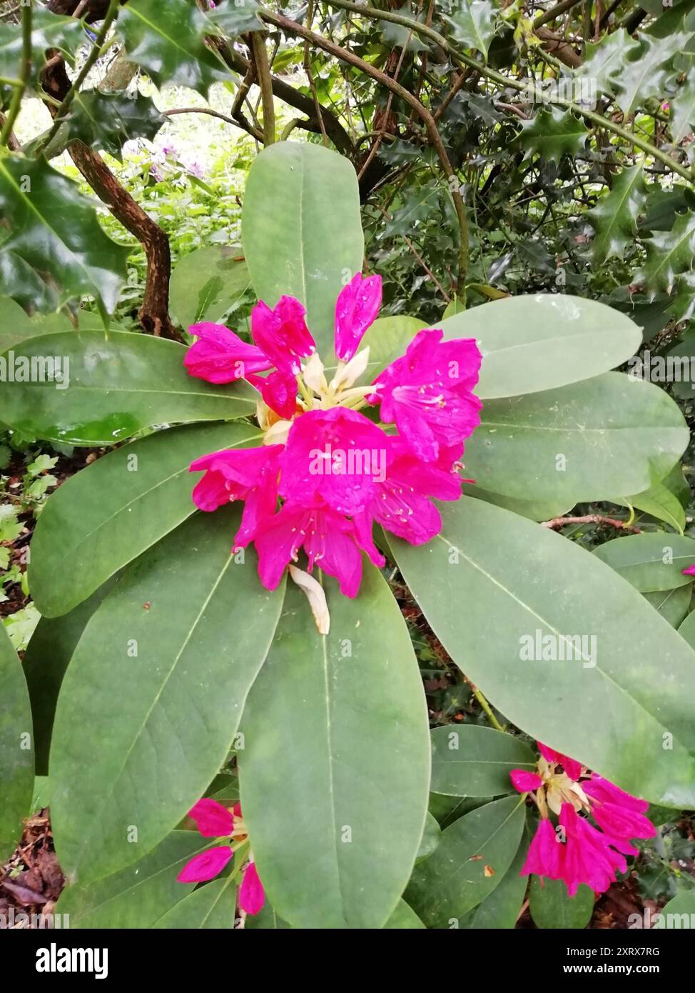 Common Rhododendron (Rhododendron ponticum) Plantae Stock Photo - Alamy