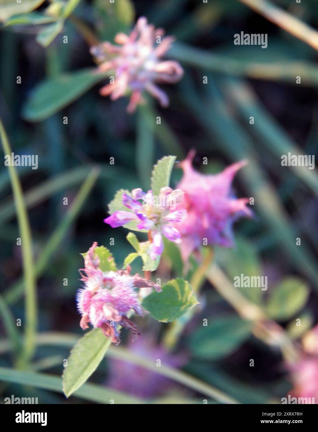 Reversed clover (Trifolium resupinatum) Plantae Stock Photo - Alamy