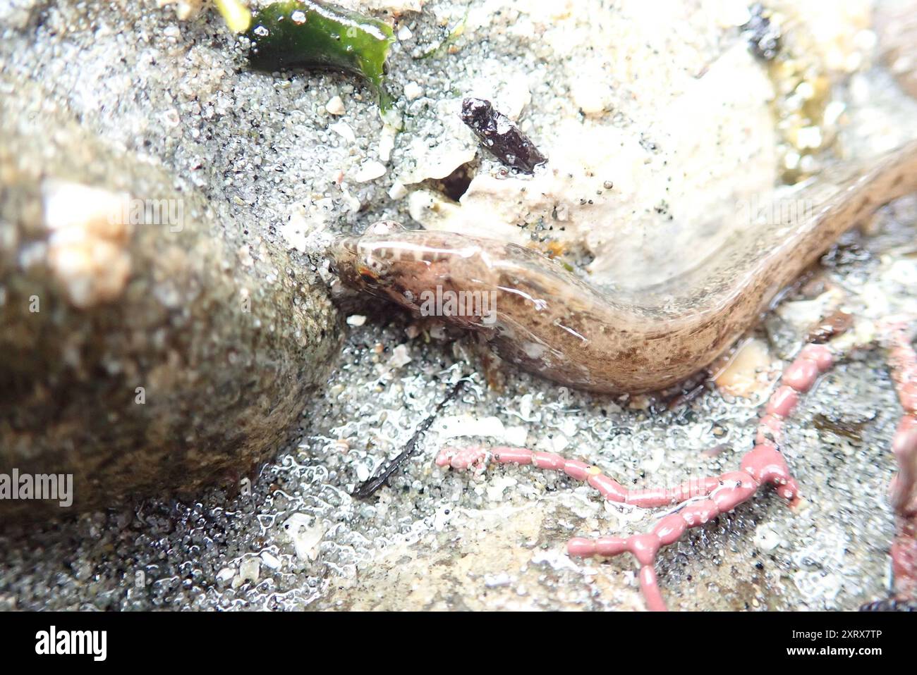 High Cockscomb (Anoplarchus purpurescens) Actinopterygii Stock Photo ...