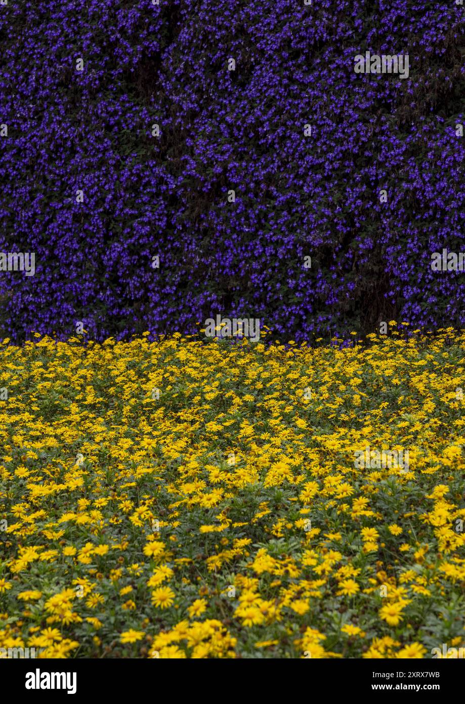 Blue and yellow flowers in Cameron Floral Park, Pahang, Cameron ...
