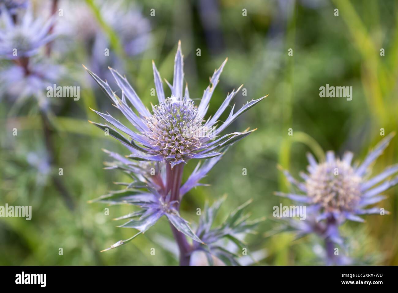 Picos blue sea holly hi-res stock photography and images - Alamy