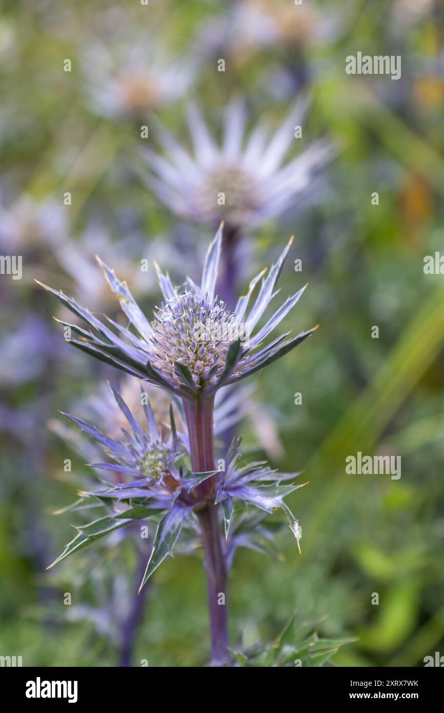 Eryngium bourgatii ‘picos blue’ hi-res stock photography and images - Alamy