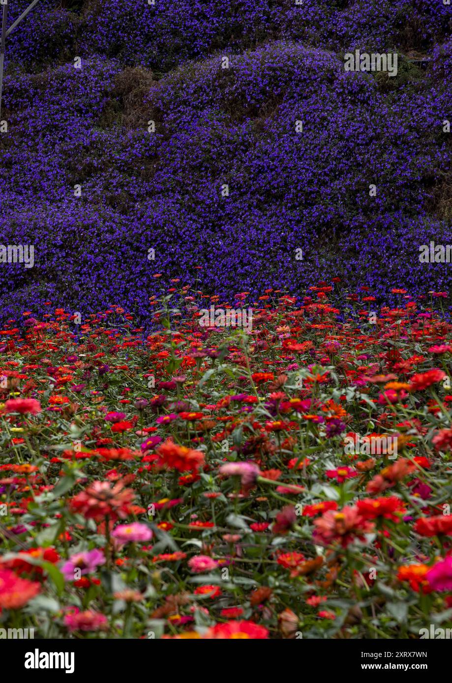 Blue and red flowers in Cameron Floral Park, Pahang, Cameron Highlands ...