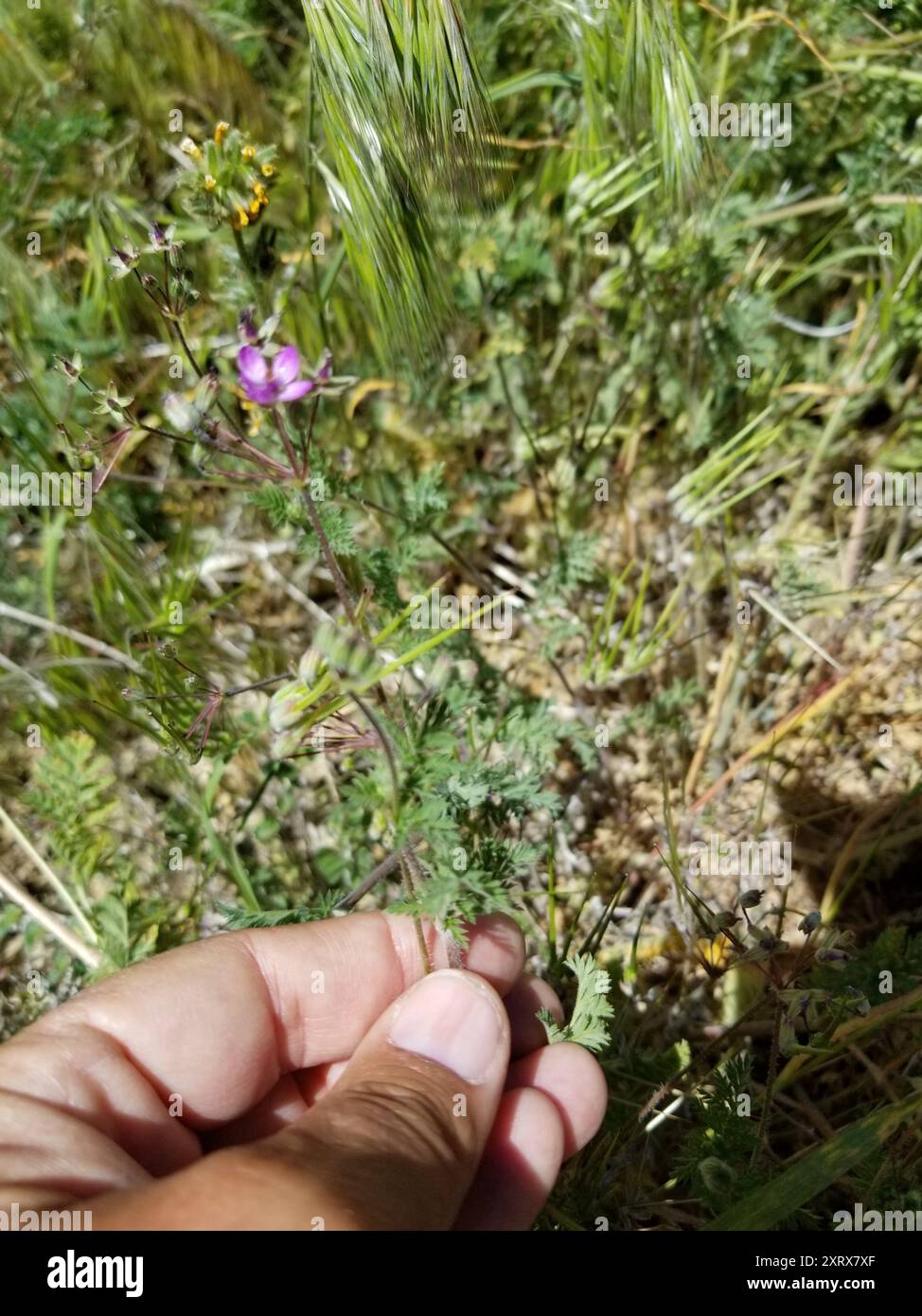 Redstem Stork's-bill (Erodium cicutarium) Plantae Stock Photo - Alamy