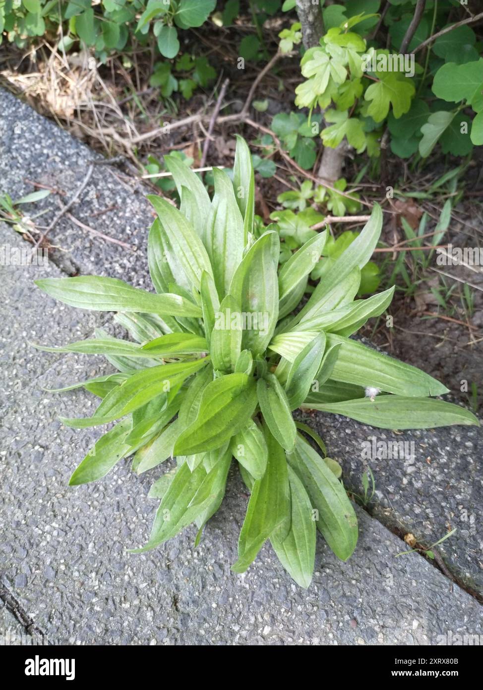 ribwort plantain (Plantago lanceolata) Plantae Stock Photo - Alamy
