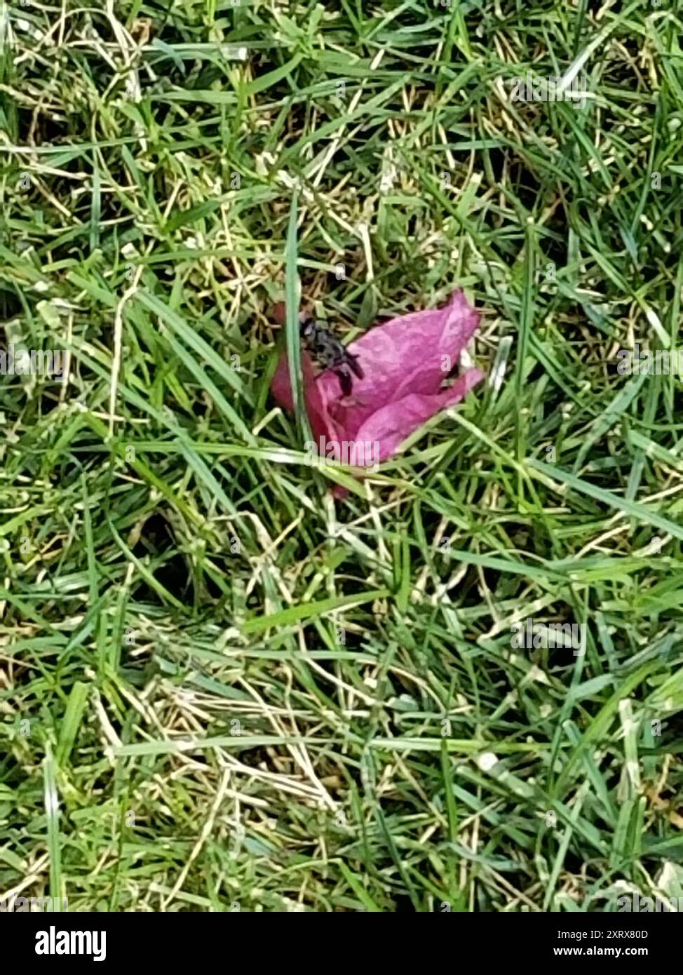 Cutworm Wasps (Podalonia) Insecta Stock Photo - Alamy