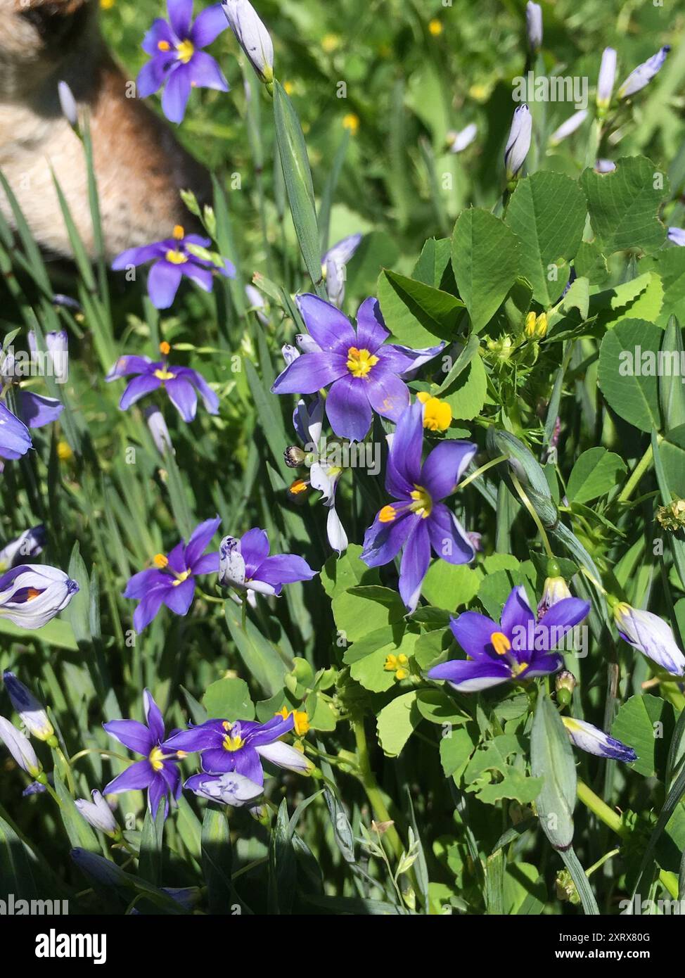 blue-eyed grasses (Sisyrinchium) Plantae Stock Photo - Alamy