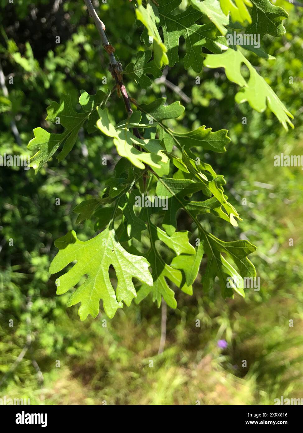valley oak (Quercus lobata) Plantae Stock Photo - Alamy