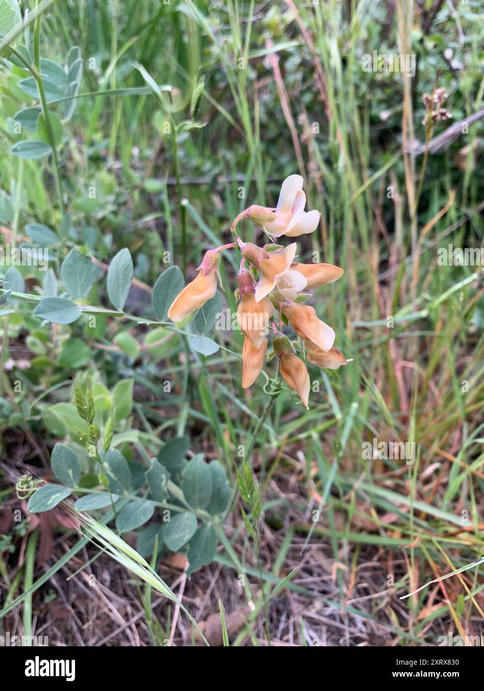 Pacific pea (Lathyrus vestitus) Plantae Stock Photo - Alamy