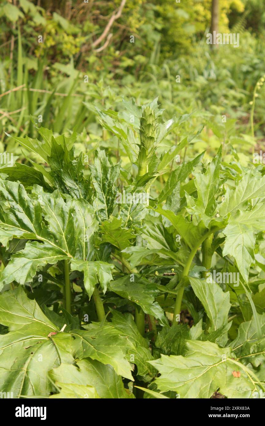 Bear's breeches (Acanthus mollis) Plantae Stock Photo - Alamy