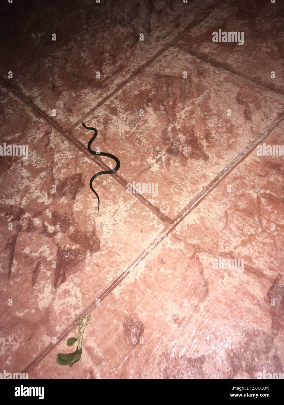 Southern Ringneck Snake (Diadophis punctatus punctatus) Reptilia Stock ...