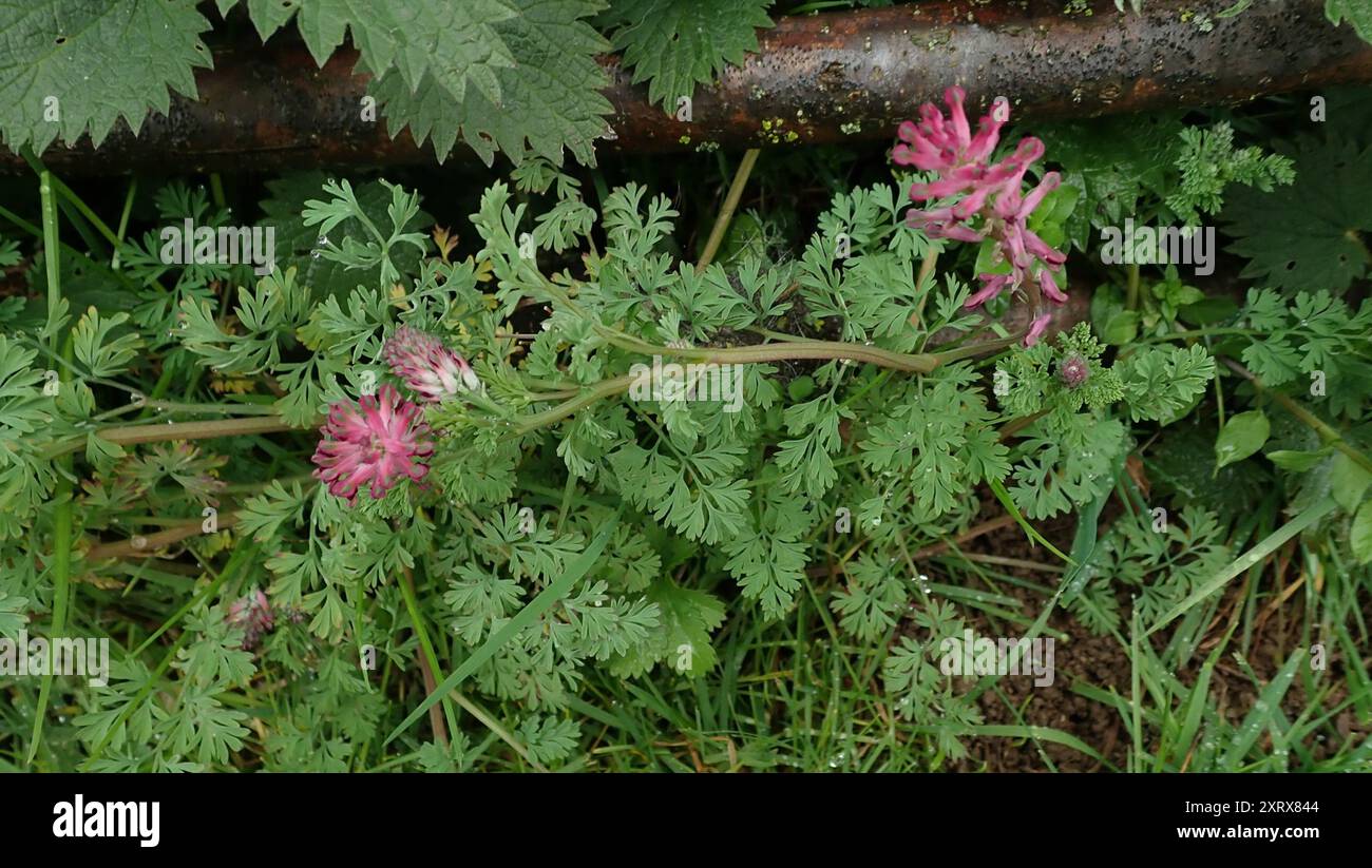 Common Fumitory (Fumaria officinalis) Plantae Stock Photo - Alamy
