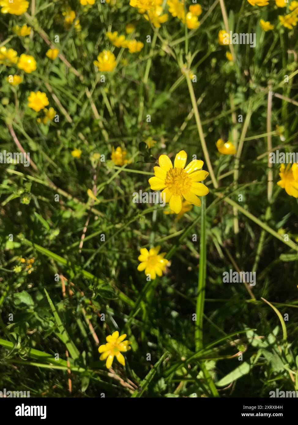 California buttercup (Ranunculus californicus) Plantae Stock Photo - Alamy