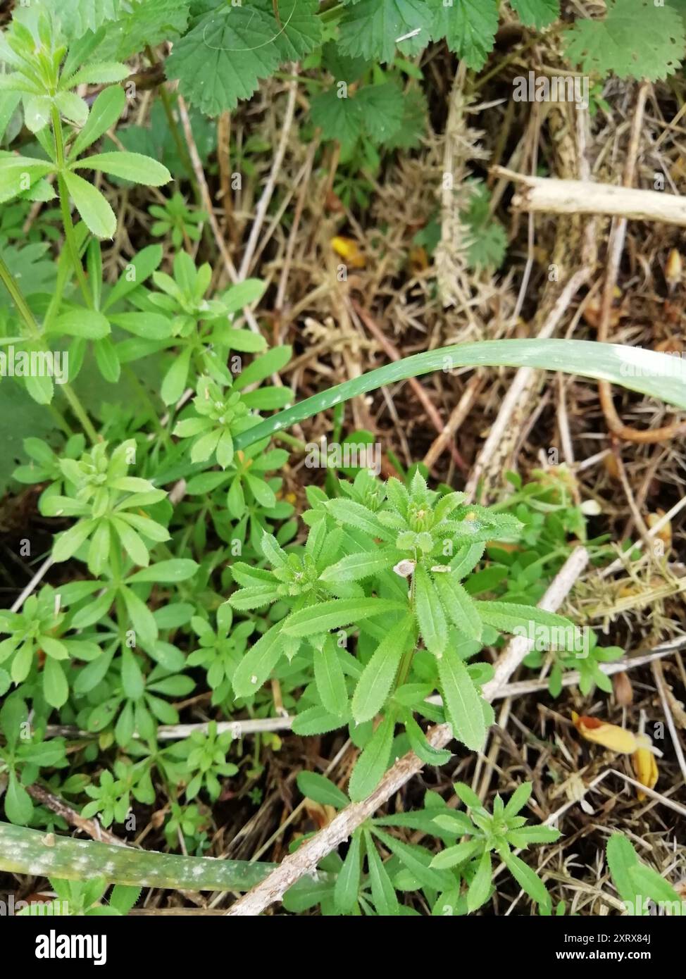 catchweed bedstraw (Galium aparine) Plantae Stock Photo - Alamy