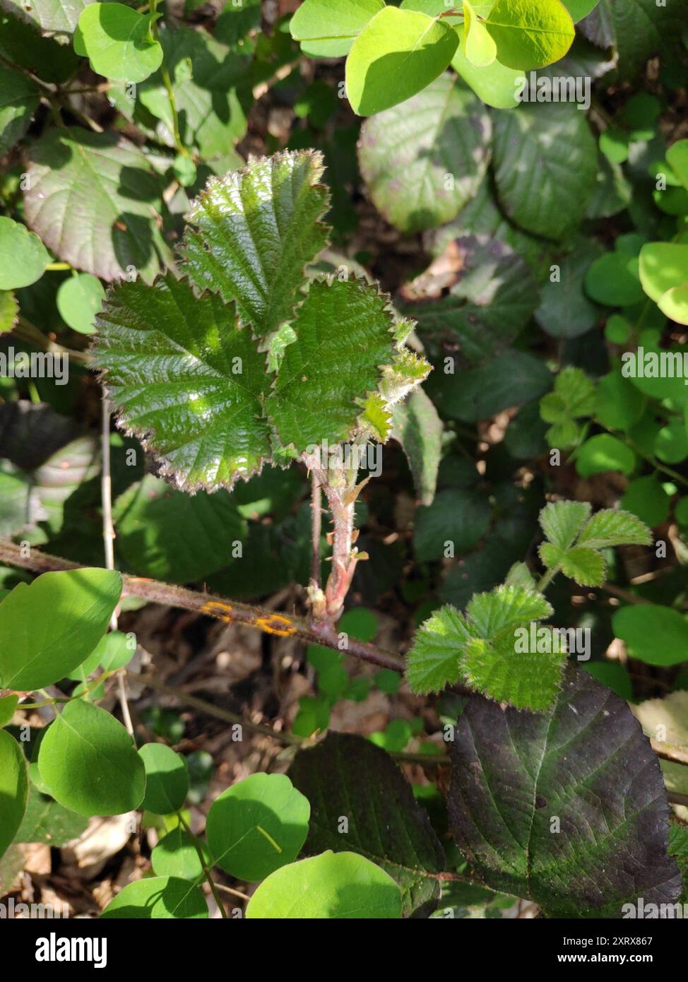 pale bramble rust (Kuehneola uredinis) Fungi Stock Photo - Alamy