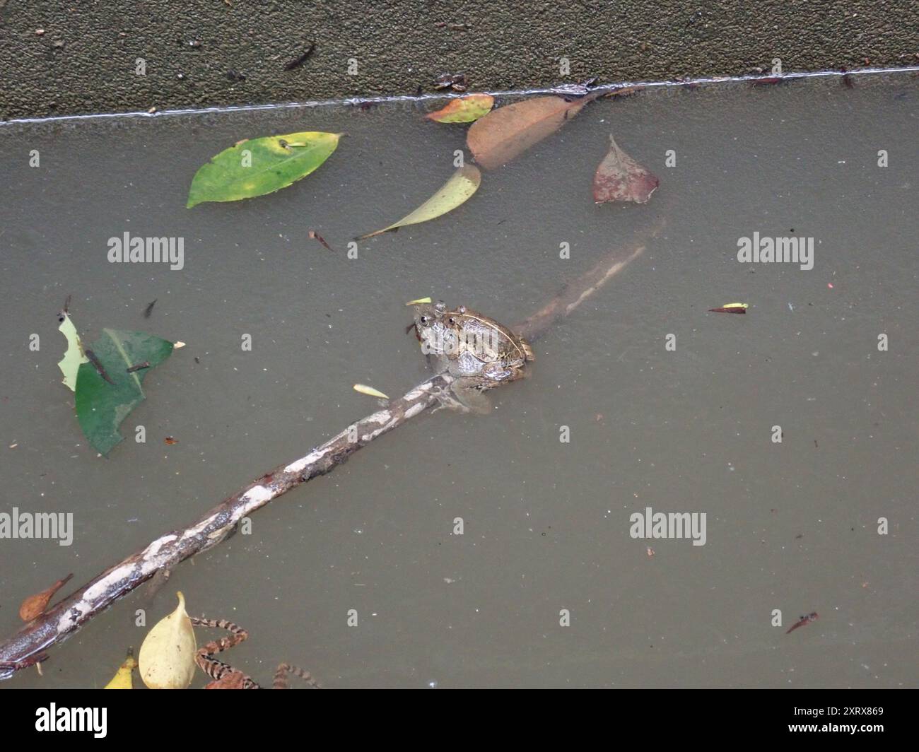 Paddy Field Frog (Fejervarya limnocharis) Amphibia Stock Photo - Alamy