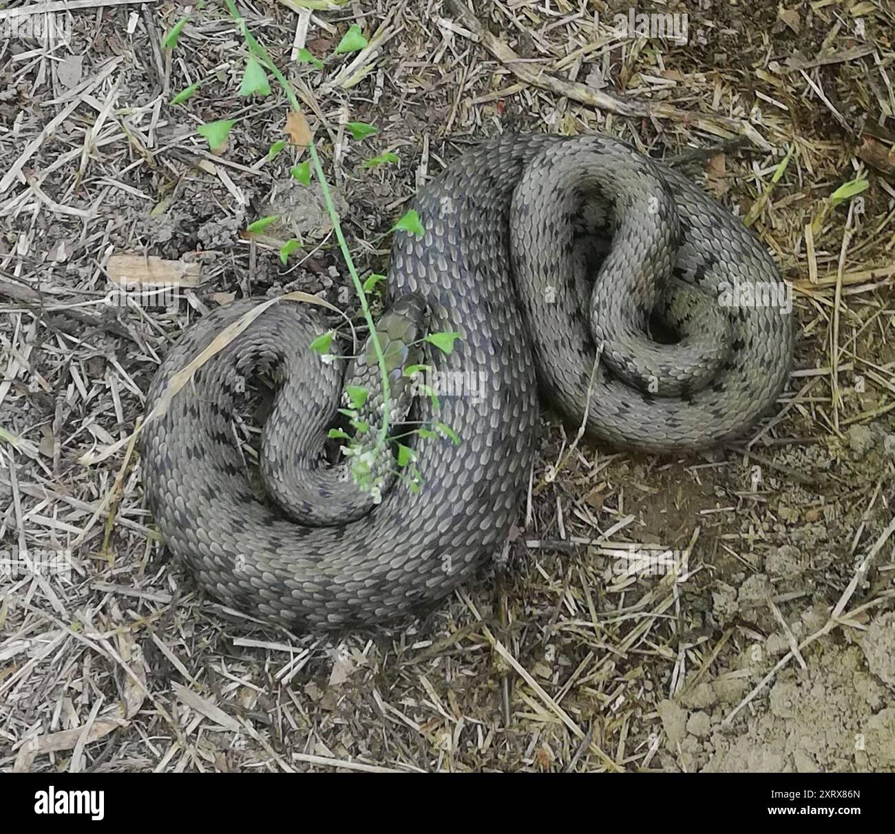 barred grass snake (Natrix helvetica) Reptilia Stock Photo - Alamy