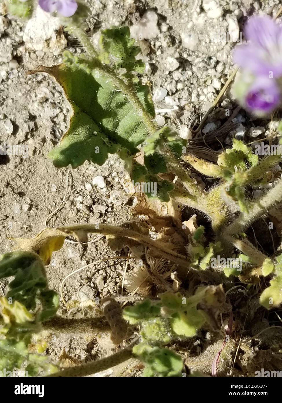 Notch-leaf Scorpionweed (Phacelia crenulata) Plantae Stock Photo - Alamy