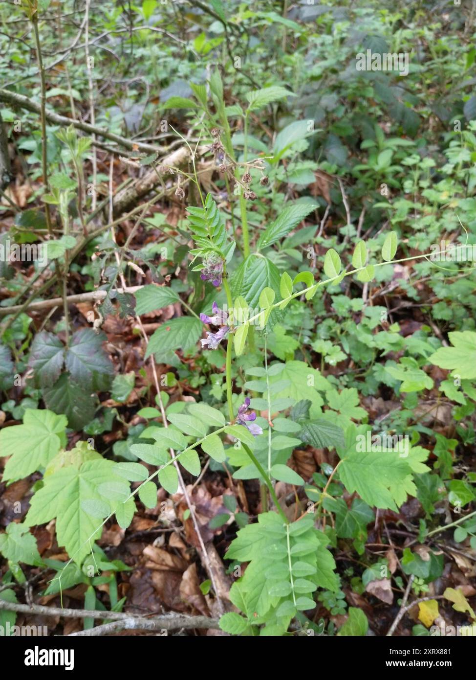 Bush Vetch (Vicia sepium) Plantae Stock Photo - Alamy
