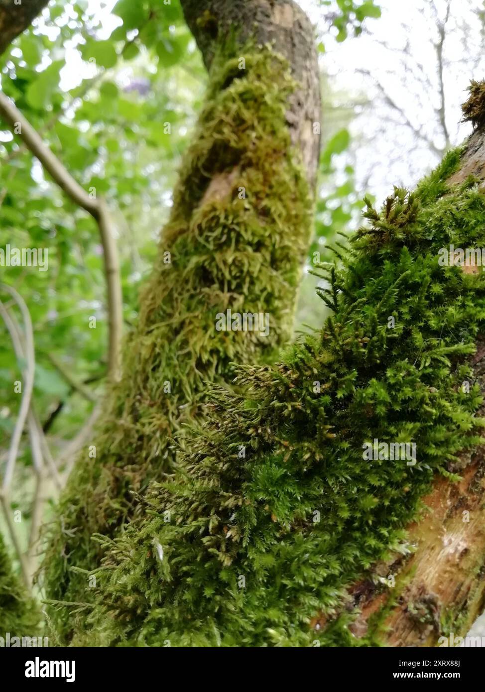 Lateral Cryphaea (Cryphaea heteromalla) Plantae Stock Photo - Alamy